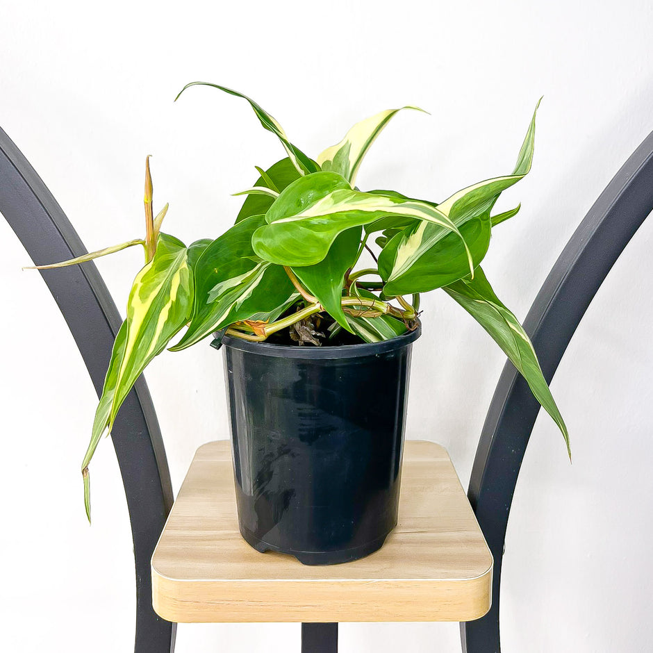 The Plant Boys | Indoor Plant Specialists