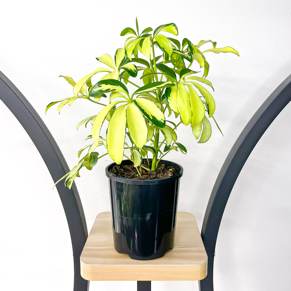 Schefflera Dwarf Umbrella Tree Variegated – The Plant Boys
