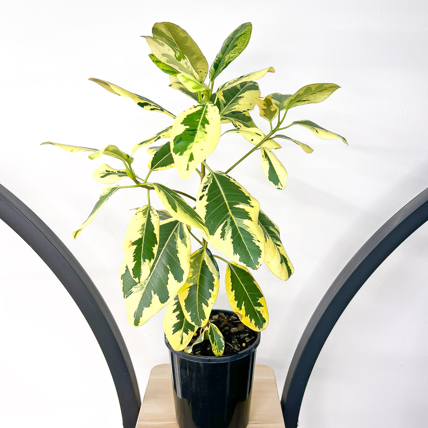Ficus Rubiginosa Variegata – The Plant Boys