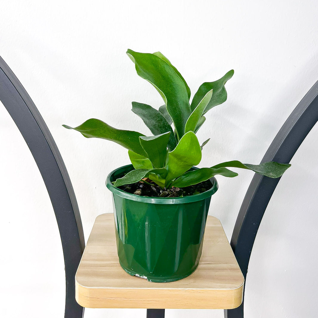 The Plant Boys | Indoor Plant Specialists