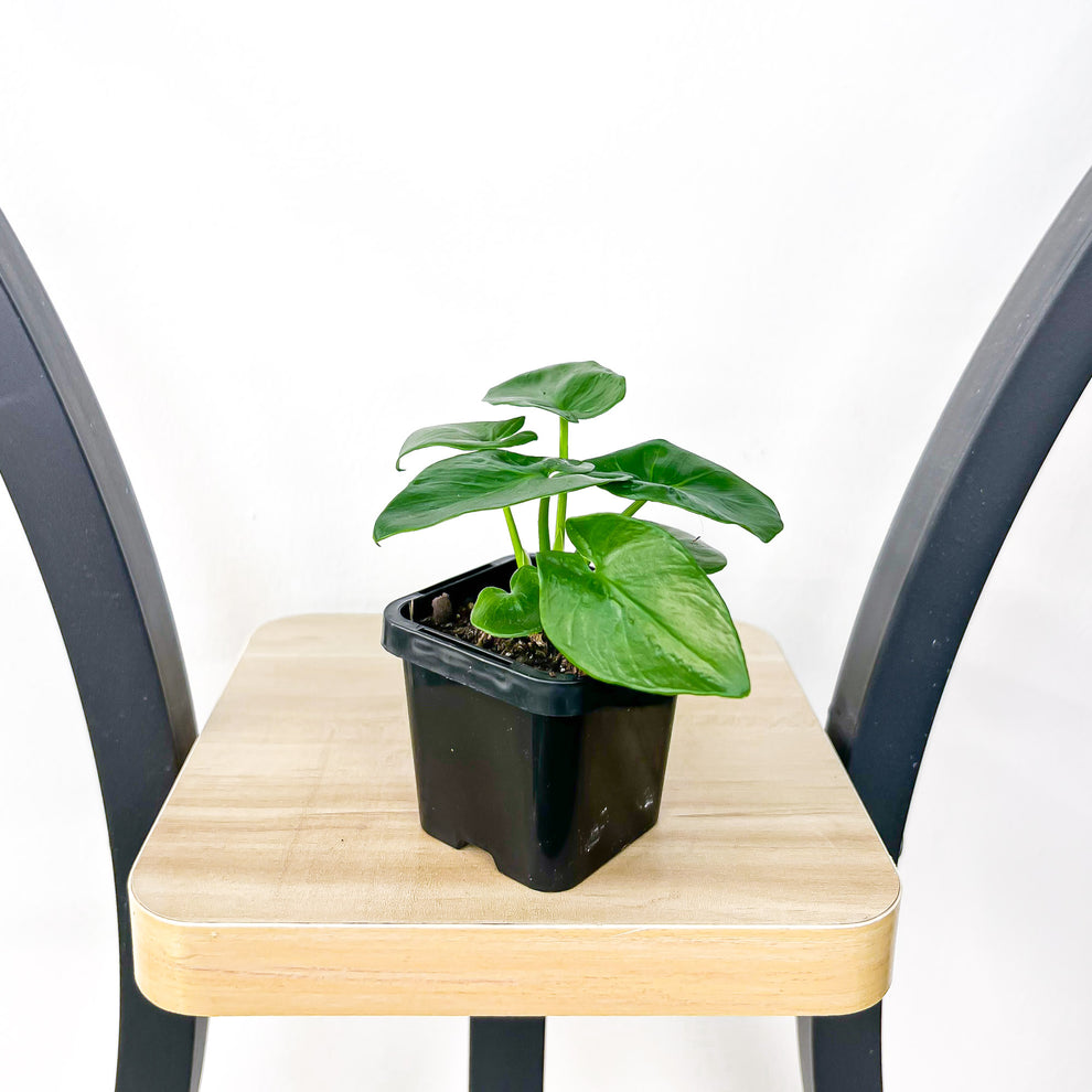 Philodendron Super Atom – The Plant Boys