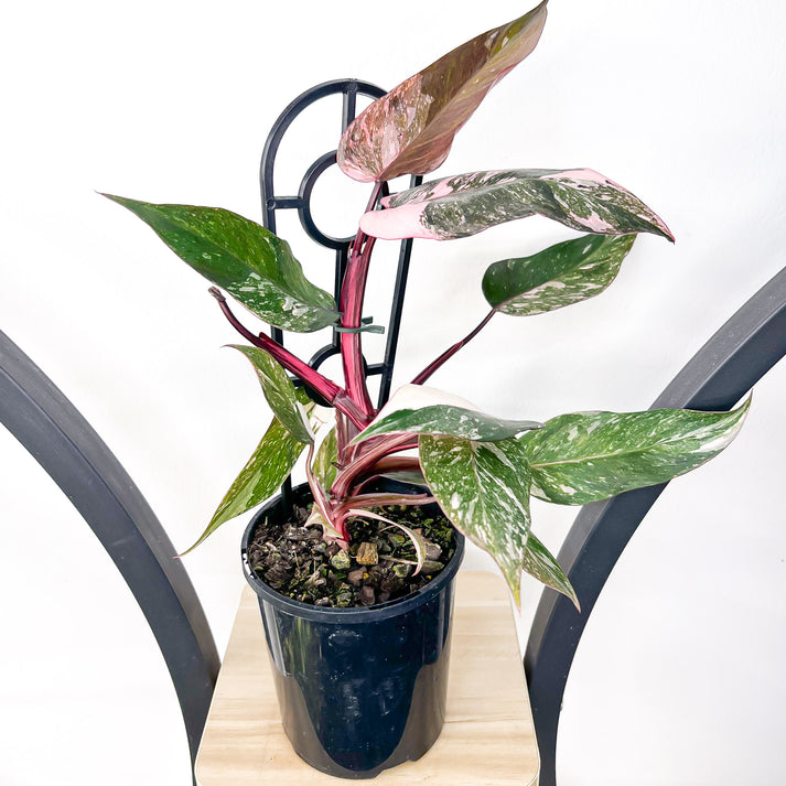 Philodendron Pink Princess Galaxy – The Plant Boys