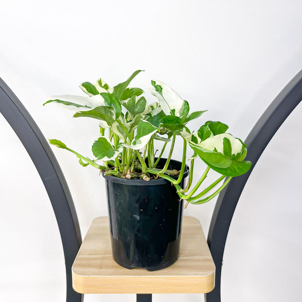 Pothos Snow Queen – The Plant Boys