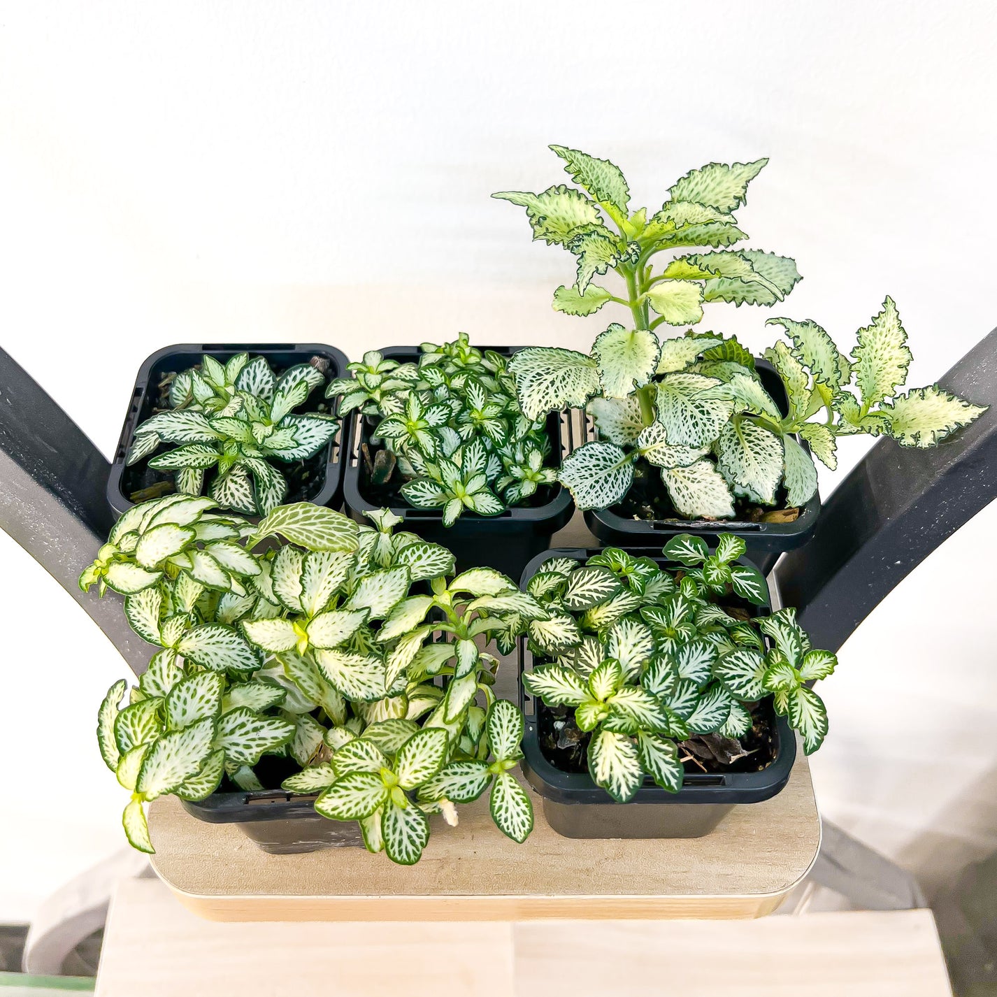 Fittonia Nerve Plant – The Plant Boys