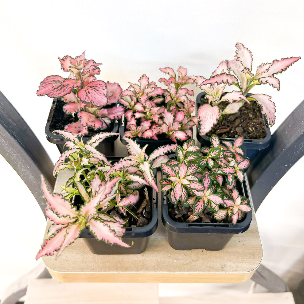 Fittonia Nerve Plant – The Plant Boys