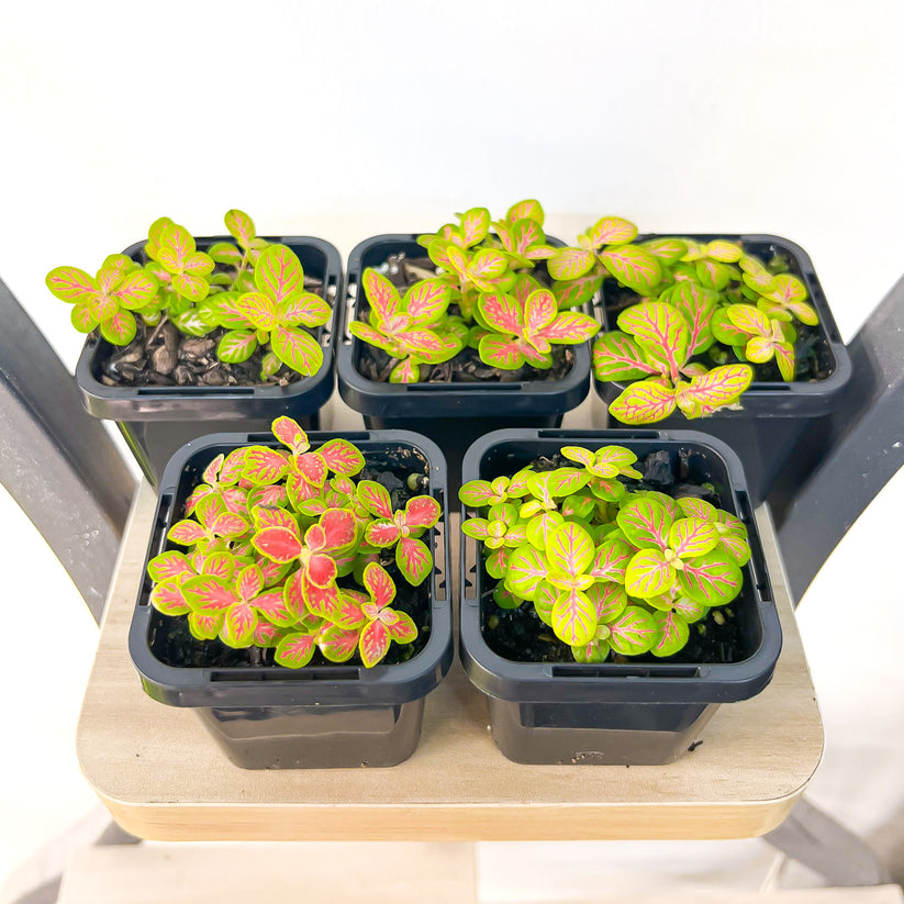 Fittonia Nerve Plant – The Plant Boys