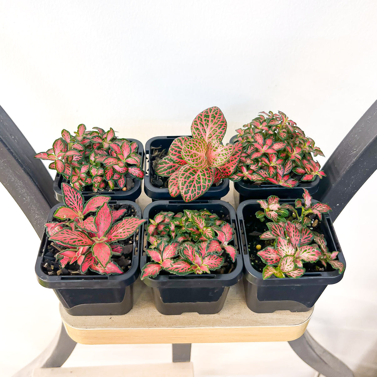 Fittonia Nerve Plant – The Plant Boys