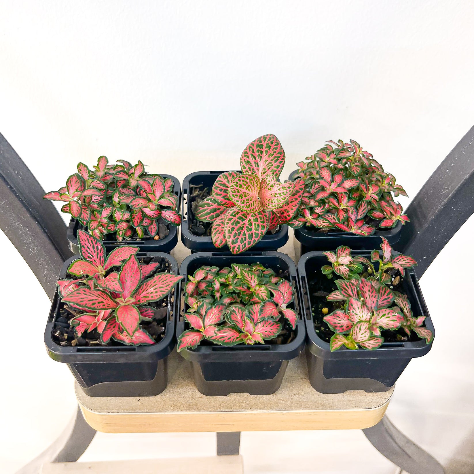 Fittonia Nerve Plant – The Plant Boys