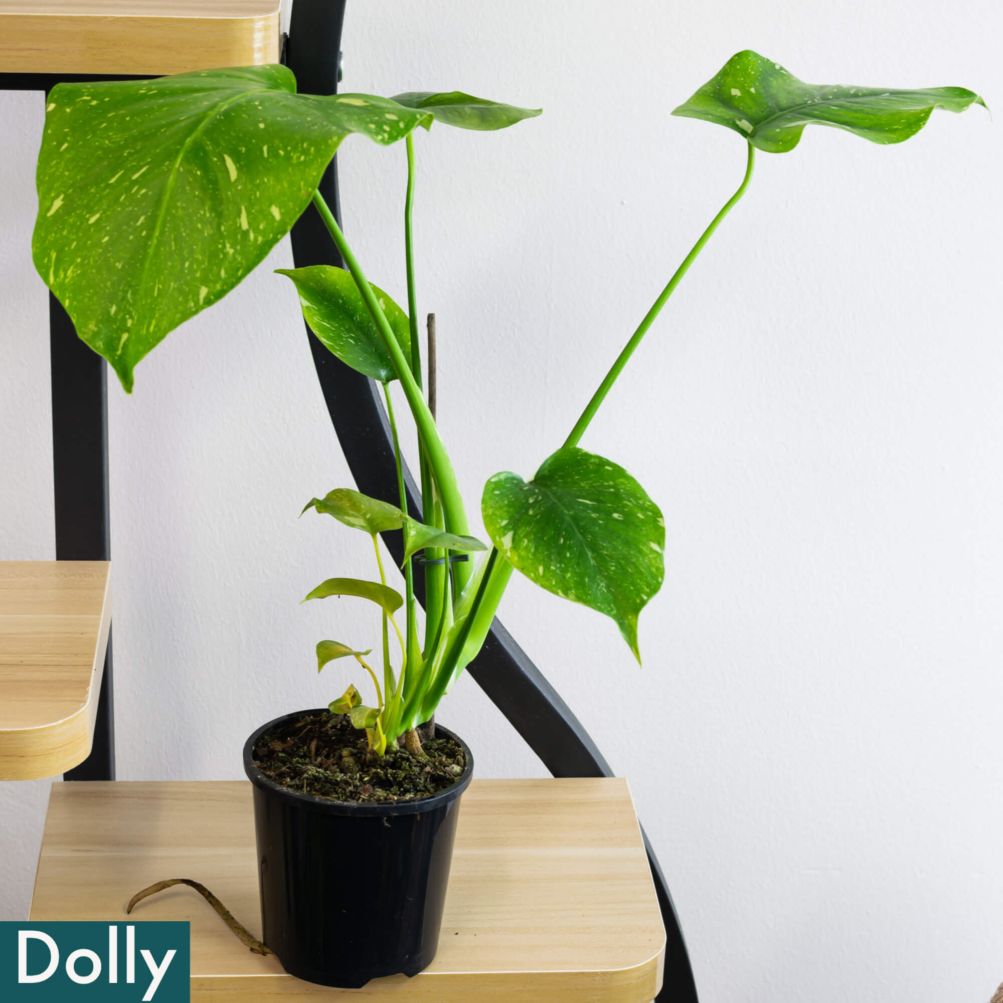 Monstera Thai Constellation – The Plant Boys