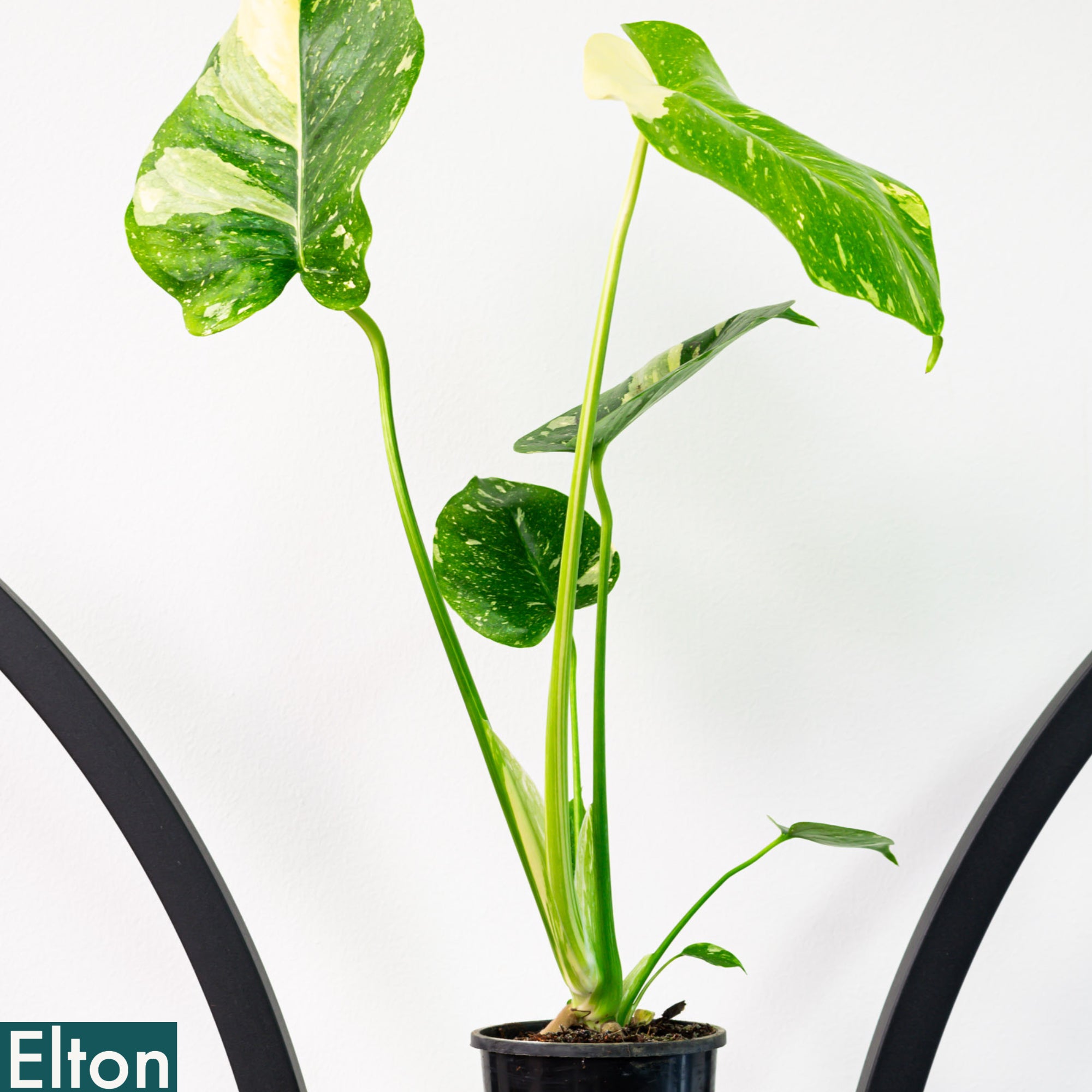 Monstera Thai Constellation – The Plant Boys