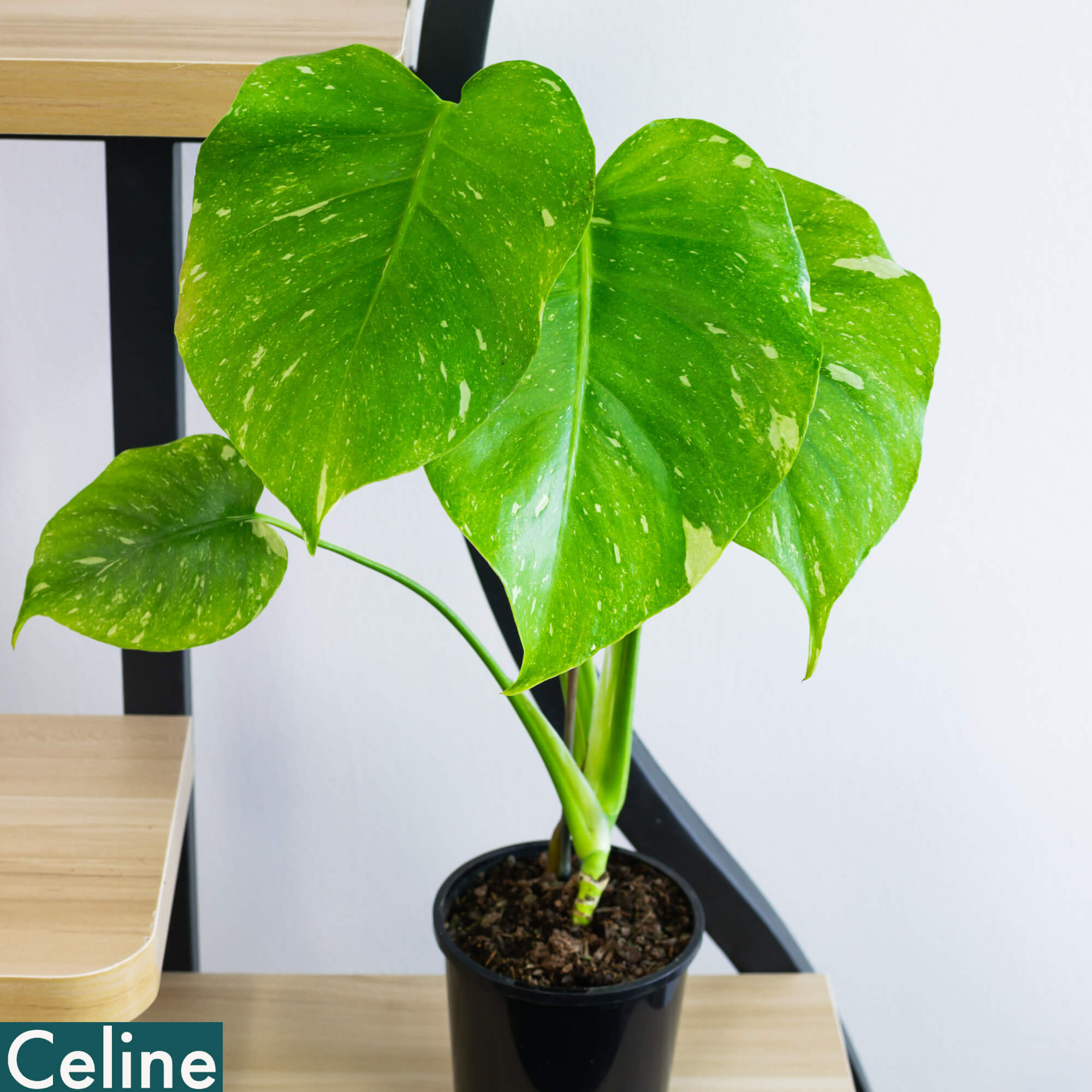 Monstera Thai Constellation – The Plant Boys