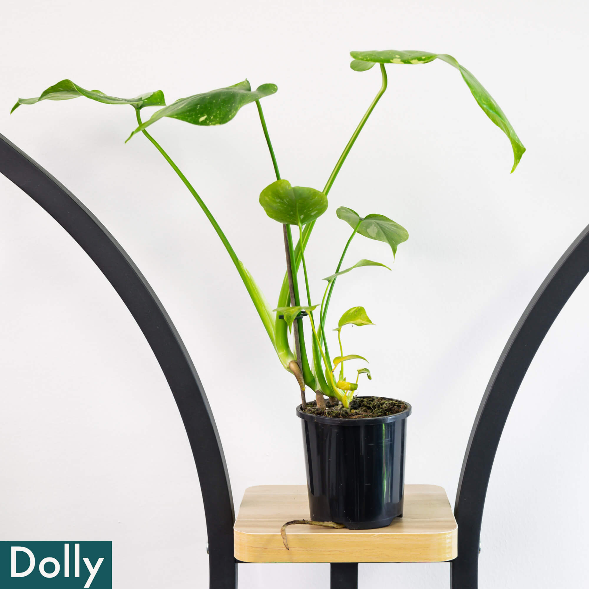 Monstera Thai Constellation – The Plant Boys