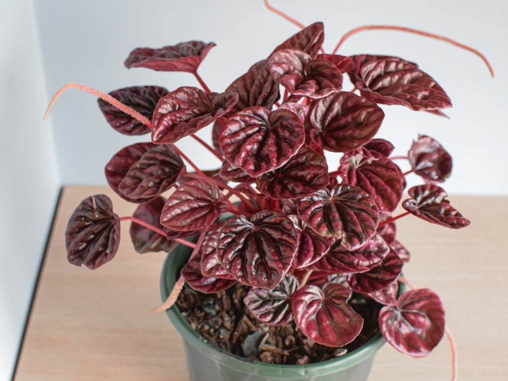 Peperomia Schumi Red – The Plant Boys