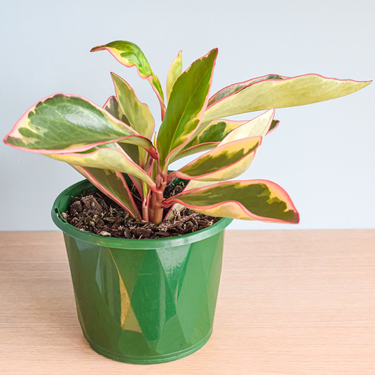 Peperomia Jelly – The Plant Boys