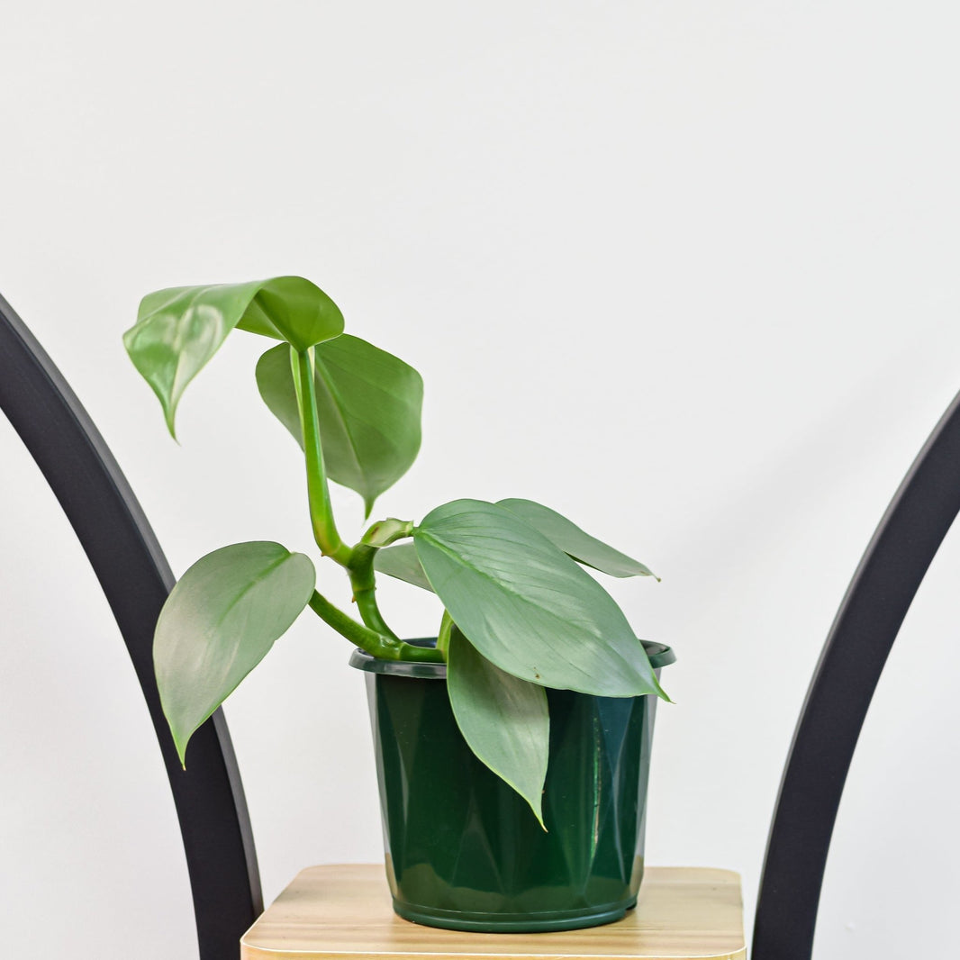 Philodendrons – The Plant Boys
