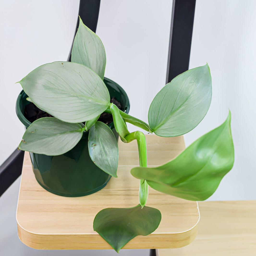 Philodendrons – The Plant Boys