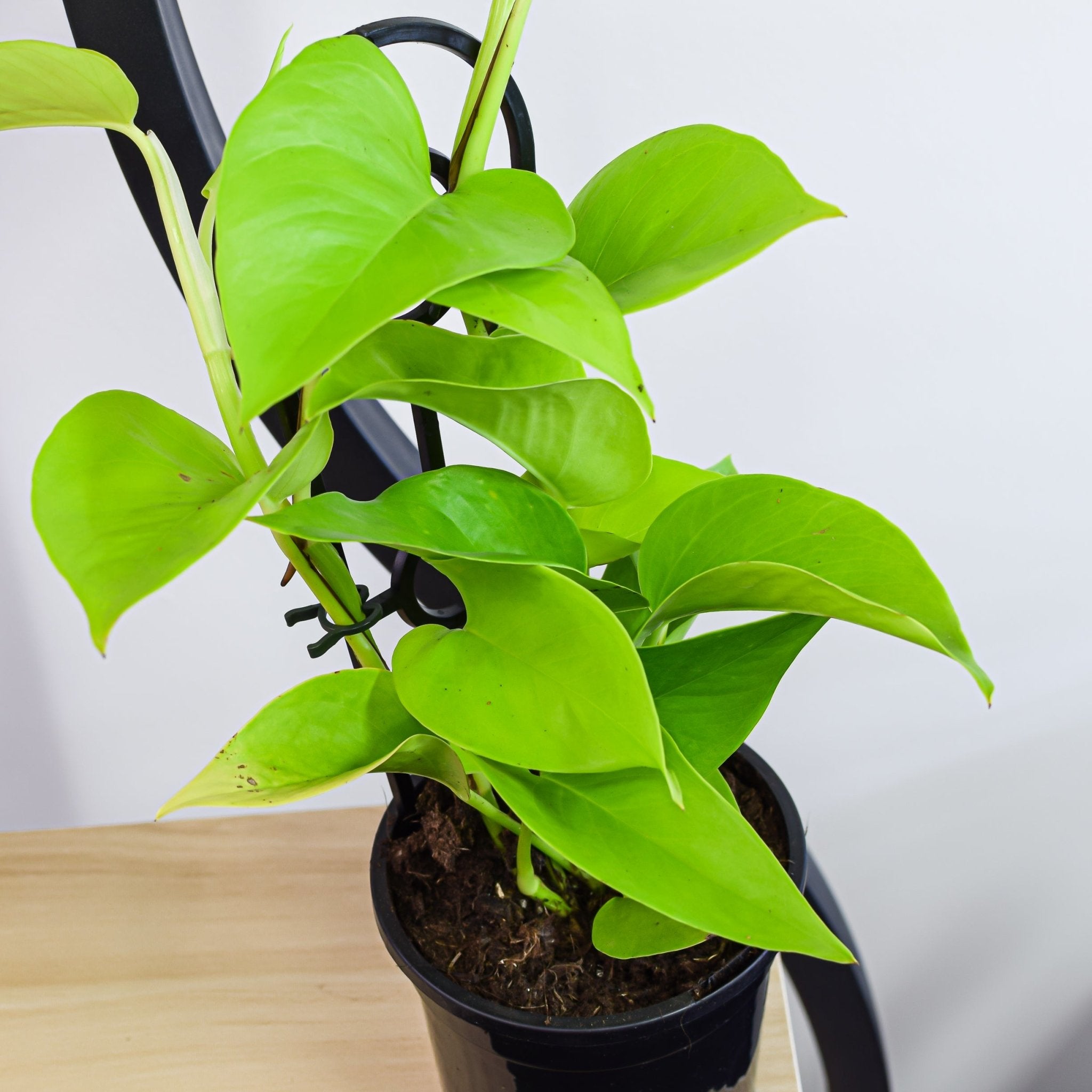 Pothos Goldilocks – The Plant Boys