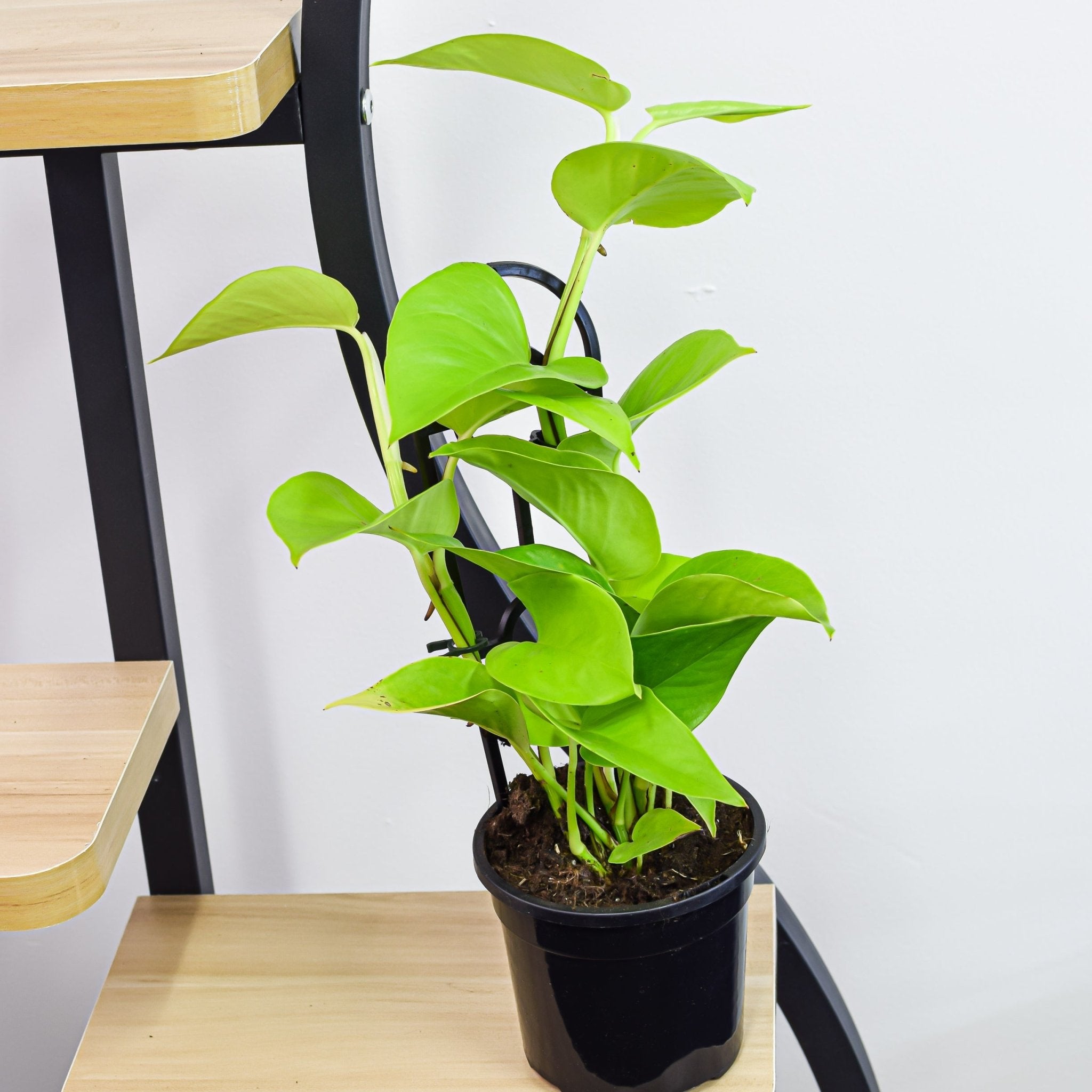 Pothos Goldilocks – The Plant Boys