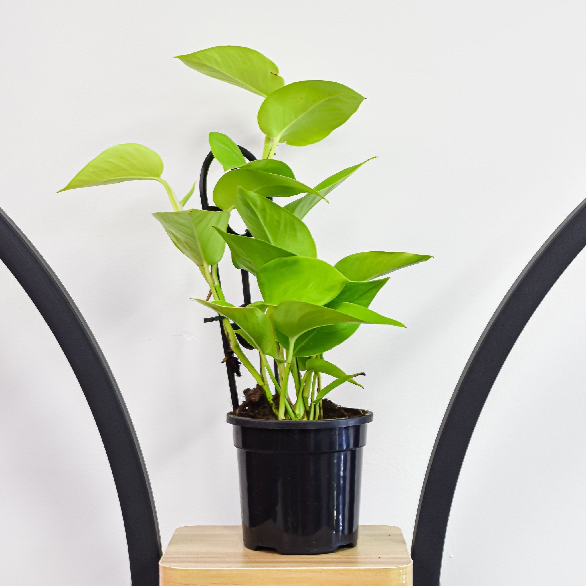 Pothos Goldilocks – The Plant Boys