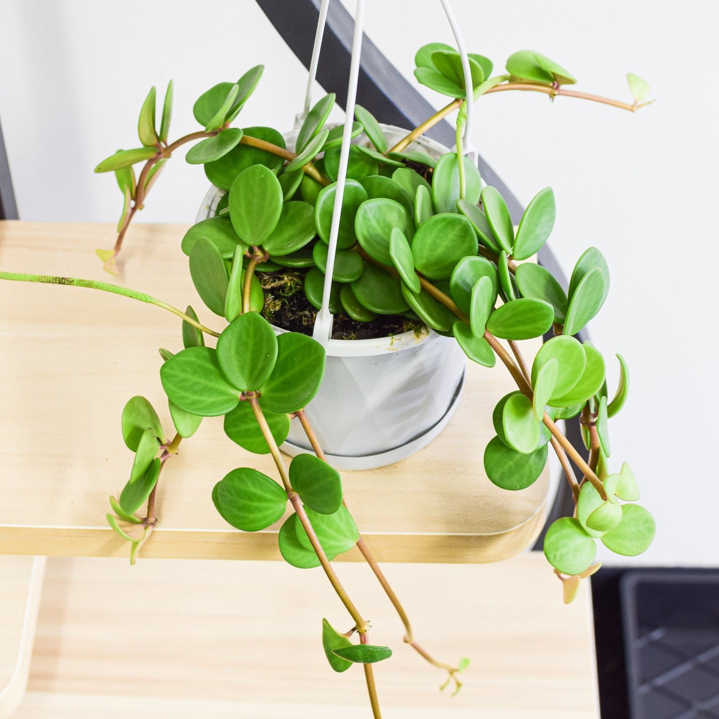 Peperomia Hope – The Plant Boys