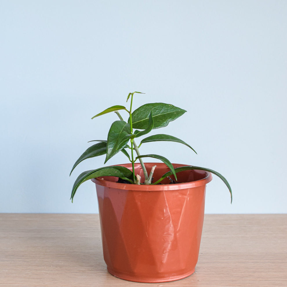 Hoya Rubida – The Plant Boys
