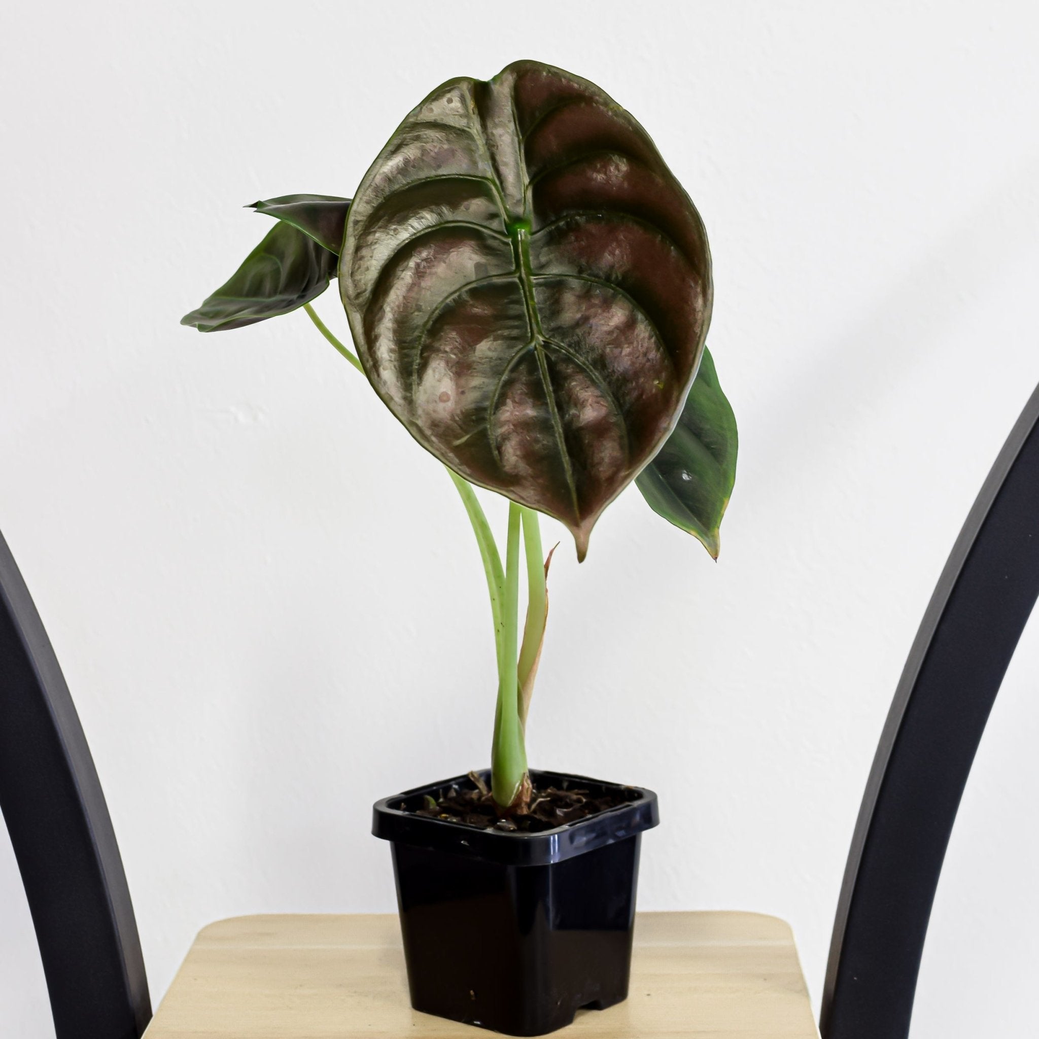 Alocasia Red Secret – The Plant Boys