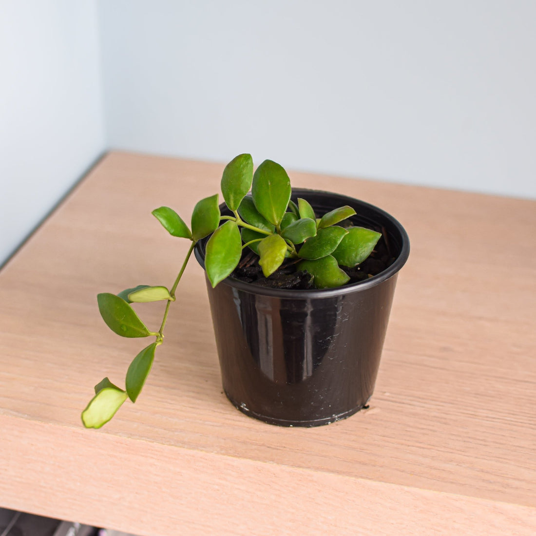 Hoya Bilobata – The Plant Boys