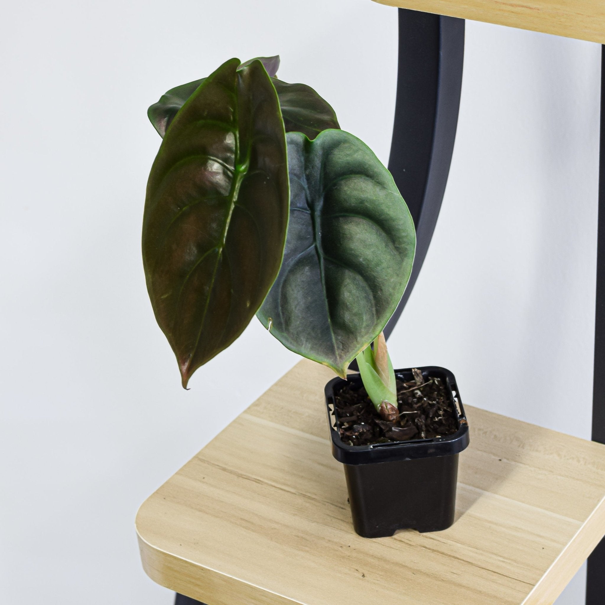 Alocasia Red Secret – The Plant Boys