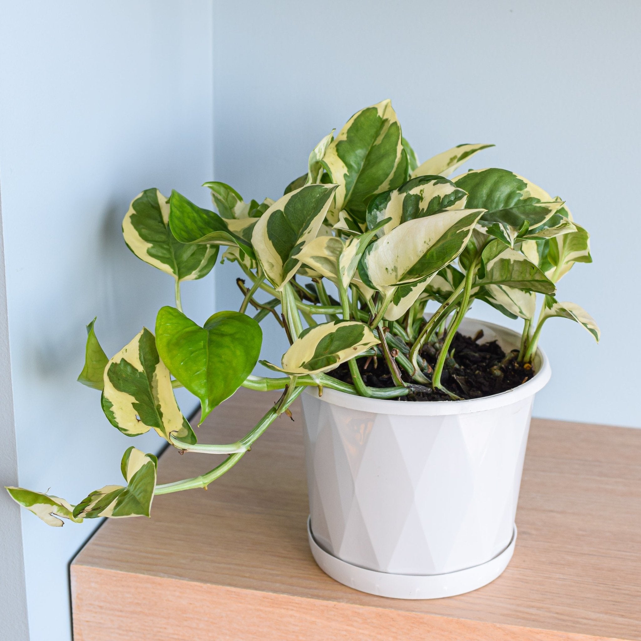 Pothos N'Joy – The Plant Boys