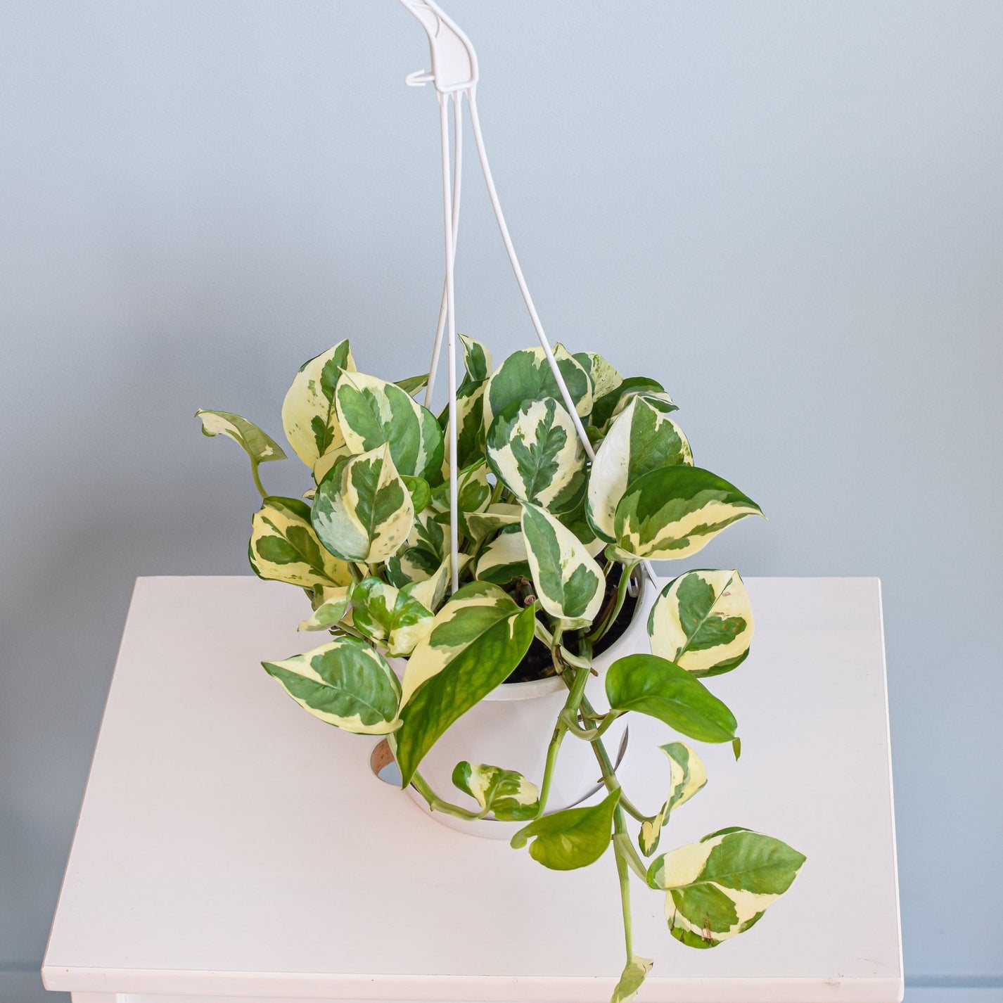 Pothos N'Joy – The Plant Boys