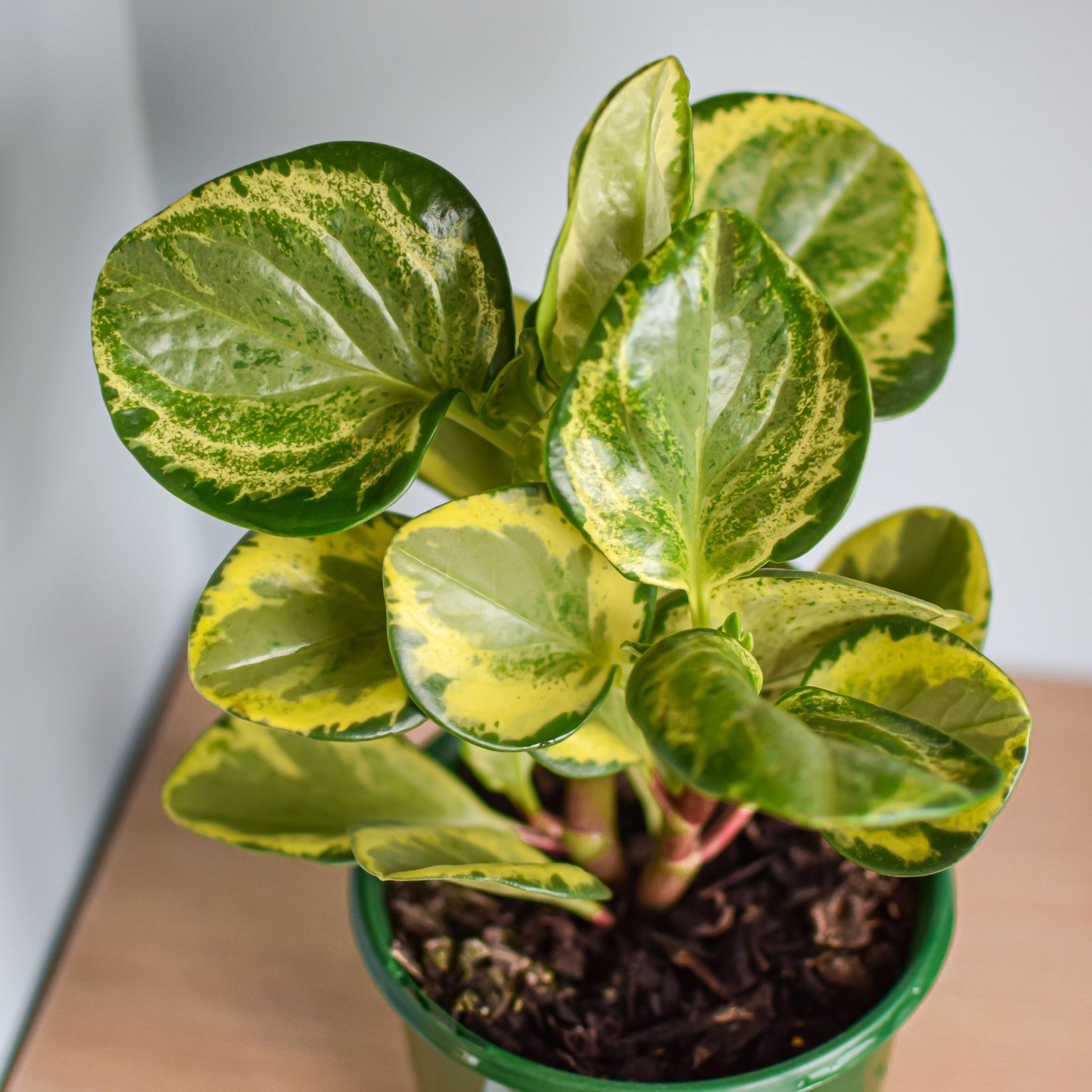 Peperomia Obtusifolia Marble – The Plant Boys
