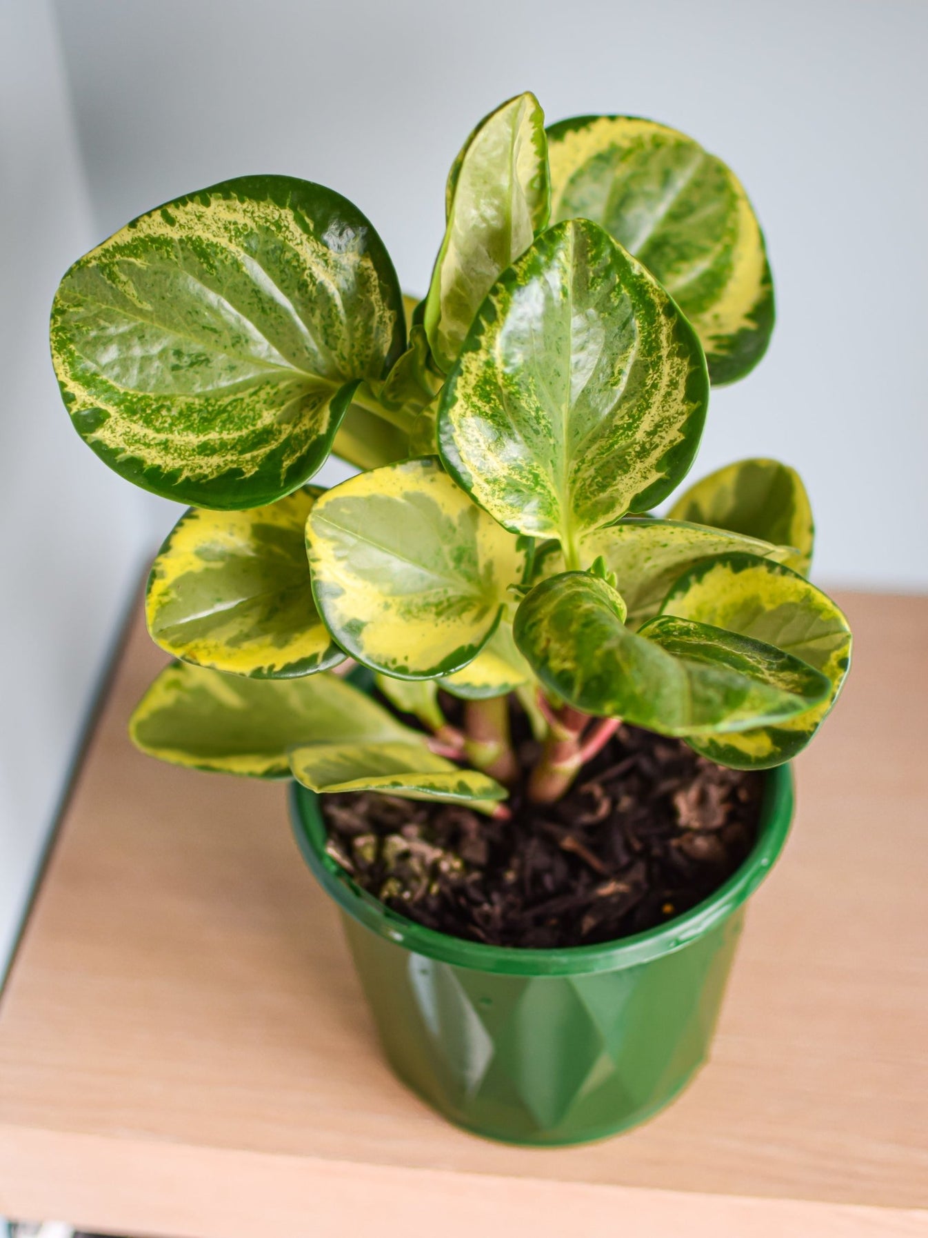 Peperomia Obtusifolia Marble – The Plant Boys