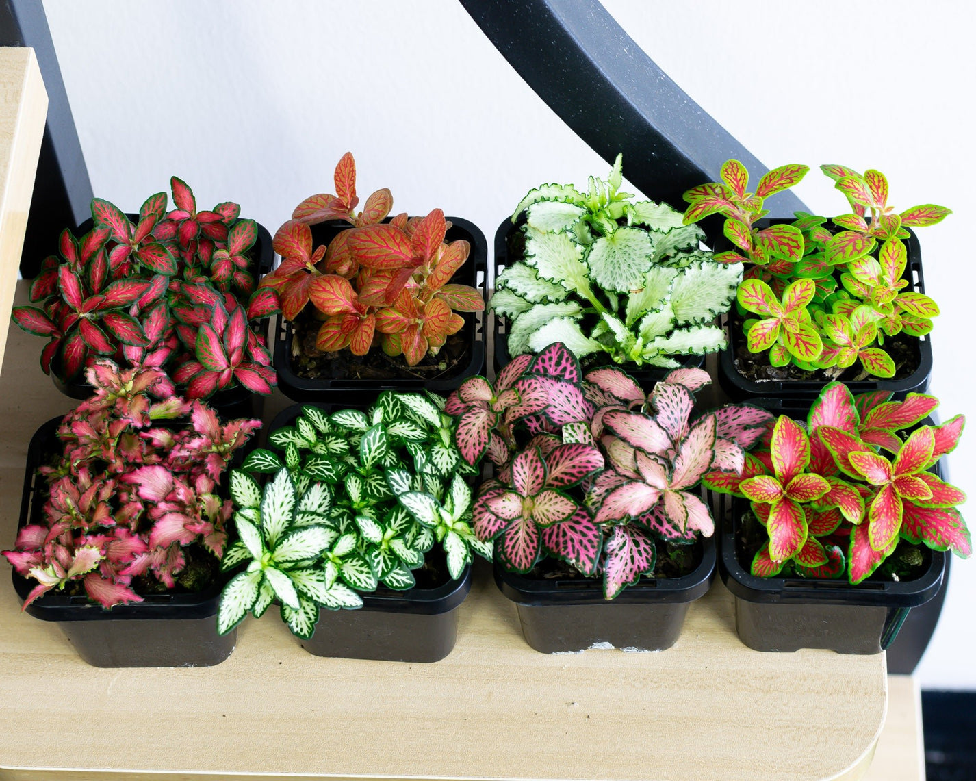 Fittonia Nerve Plant – The Plant Boys