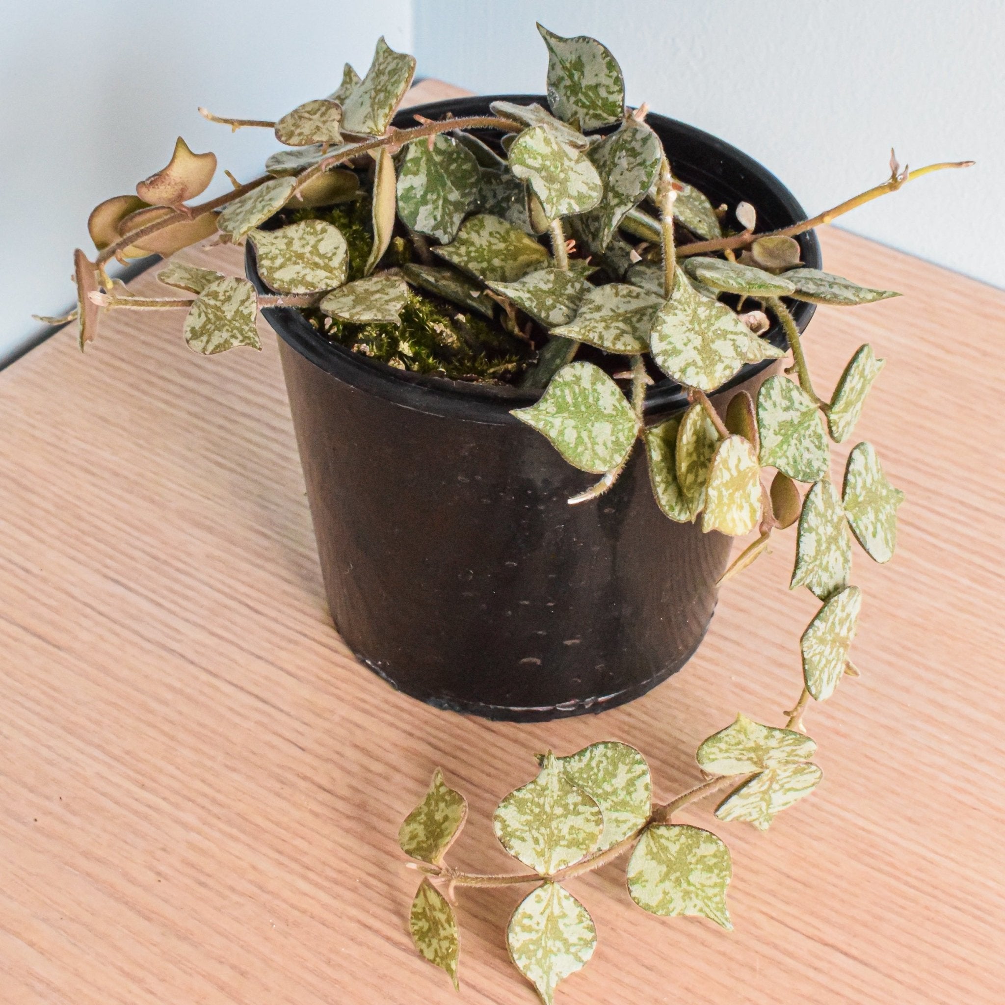 Hoya Curtisii Thailand Form – The Plant Boys