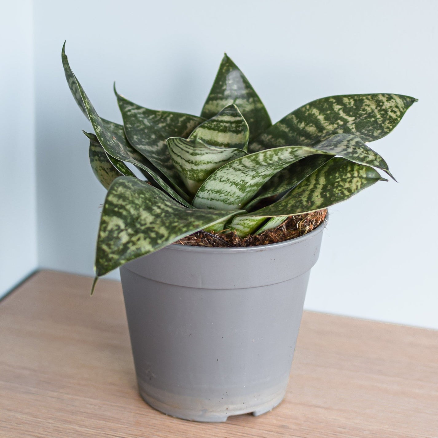 Sansevieria Green Hahnii – The Plant Boys