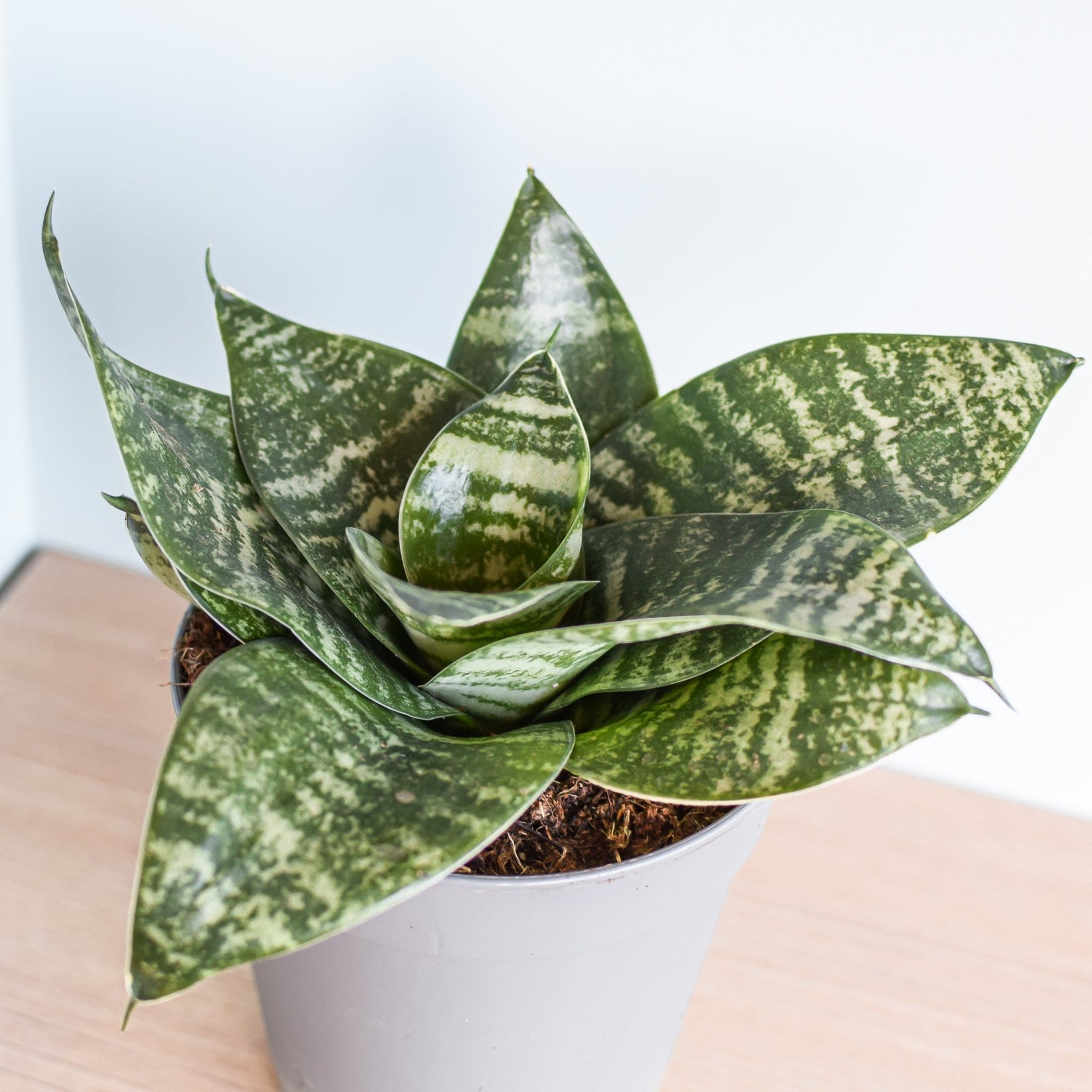 Sansevieria Green Hahnii – The Plant Boys