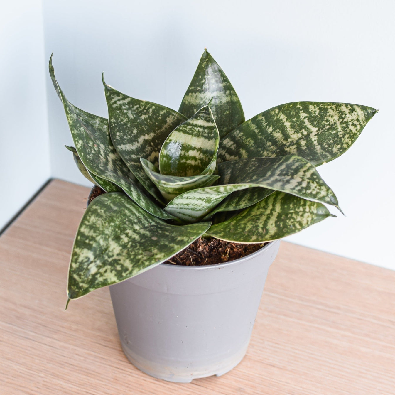 Sansevieria Green Hahnii – The Plant Boys
