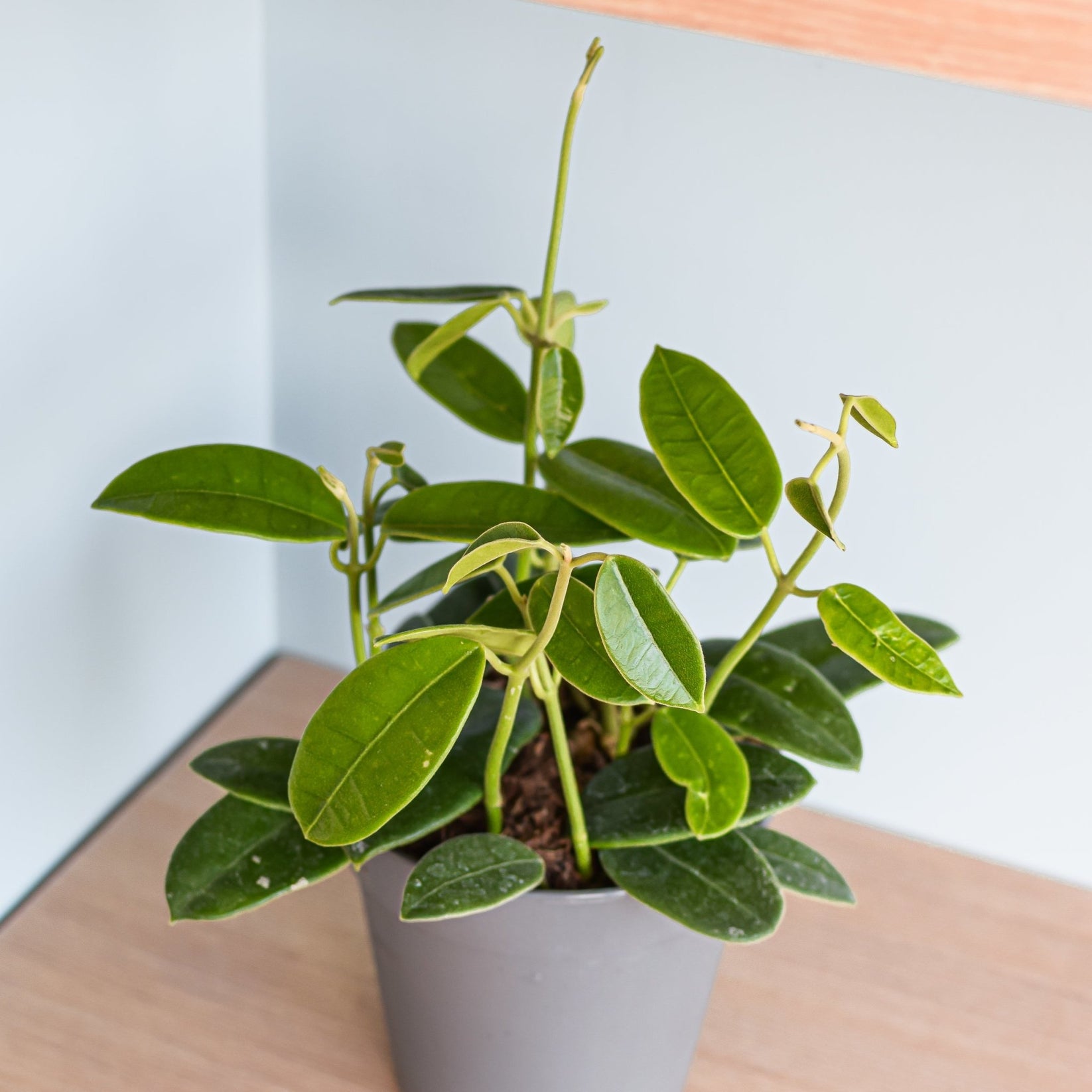 Hoya Coronaria Red – The Plant Boys