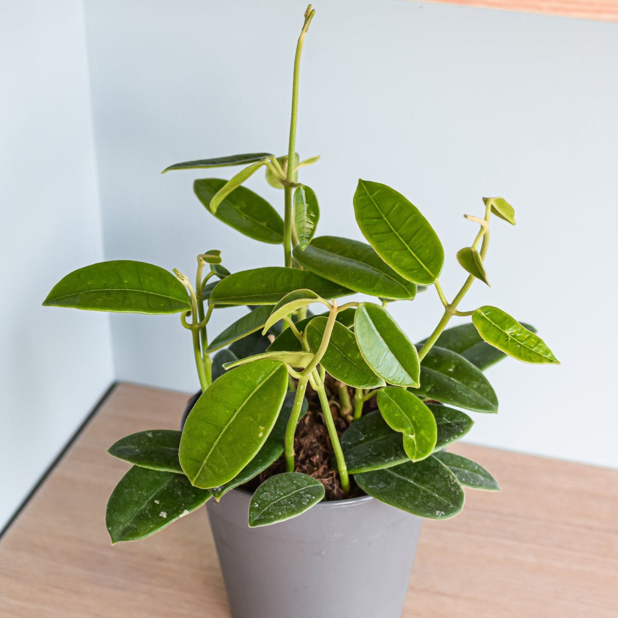 Hoya Coronaria Red – The Plant Boys