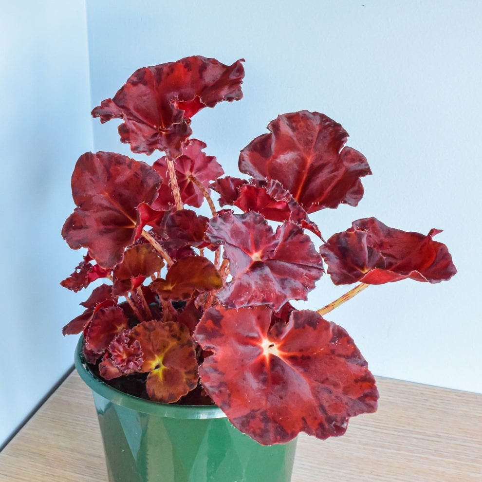 Begonia Sunset Blaze – The Plant Boys