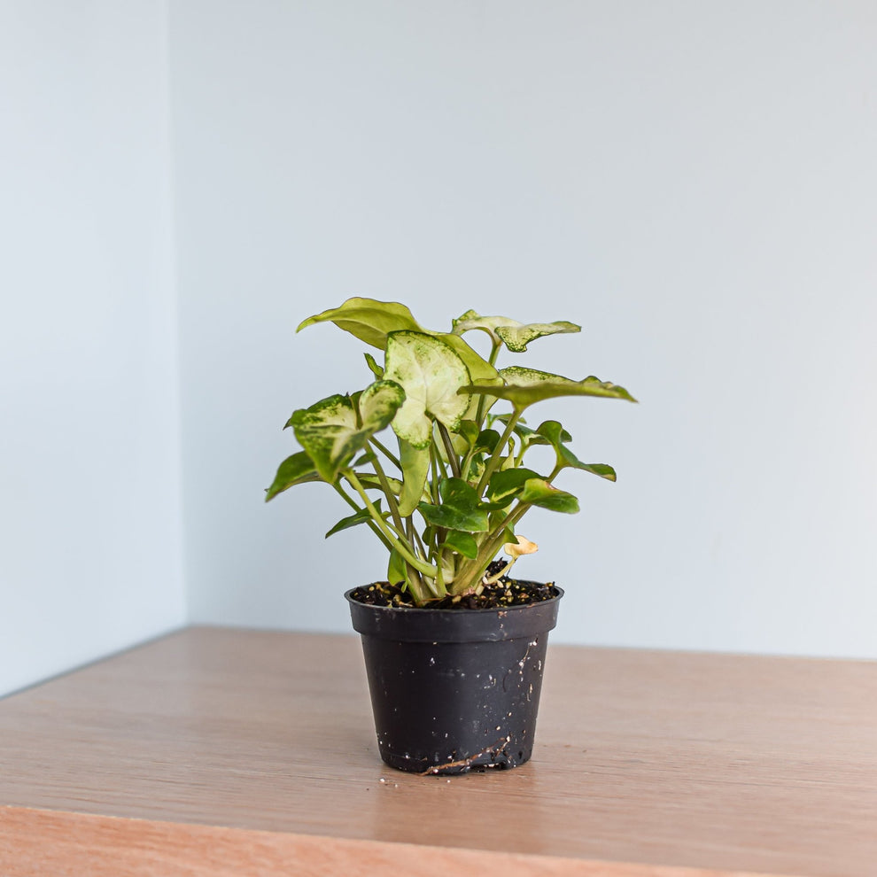 Syngonium Pixie – The Plant Boys