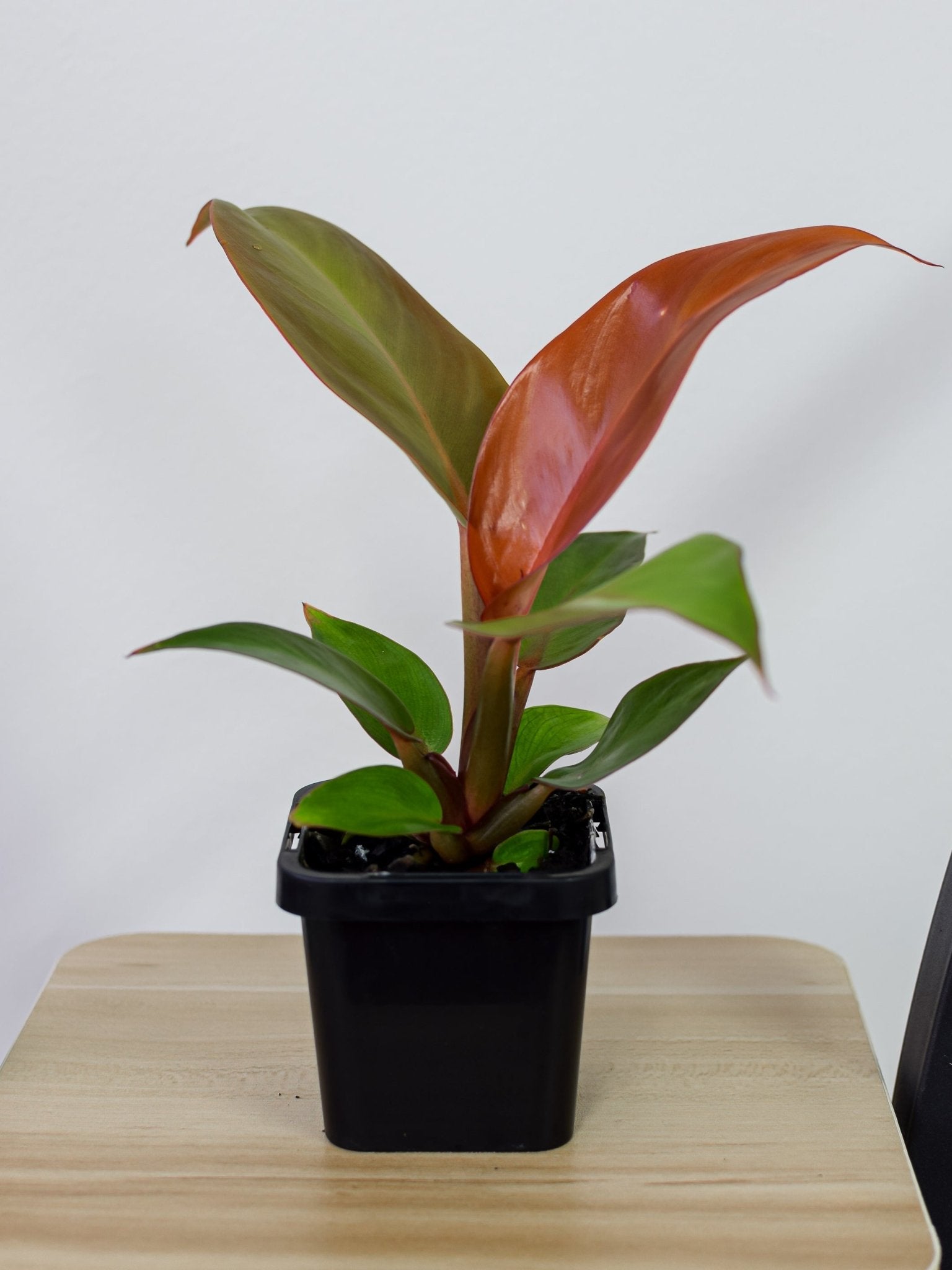 Philodendron Red King – The Plant Boys