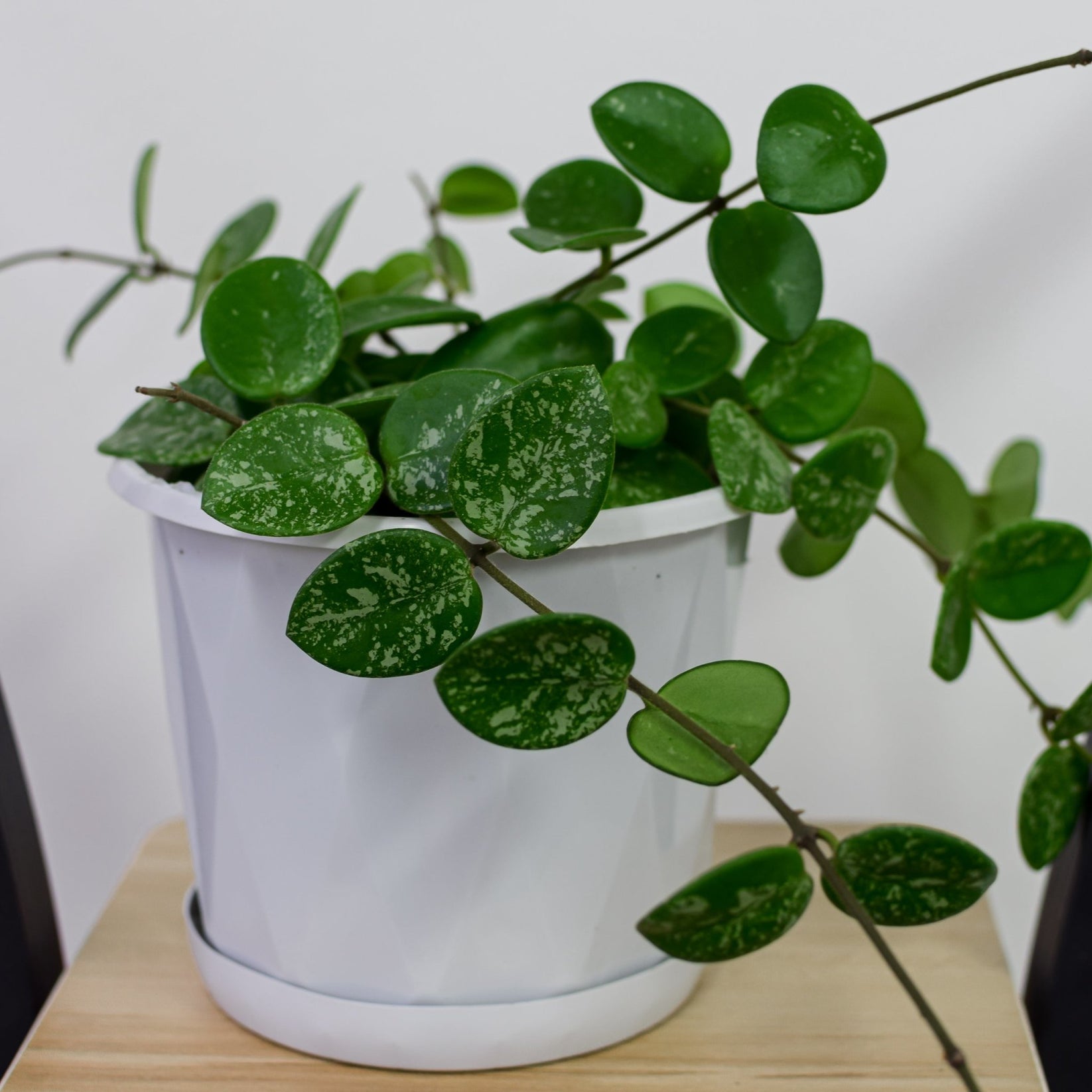 Hoya Mathilde Splash – The Plant Boys