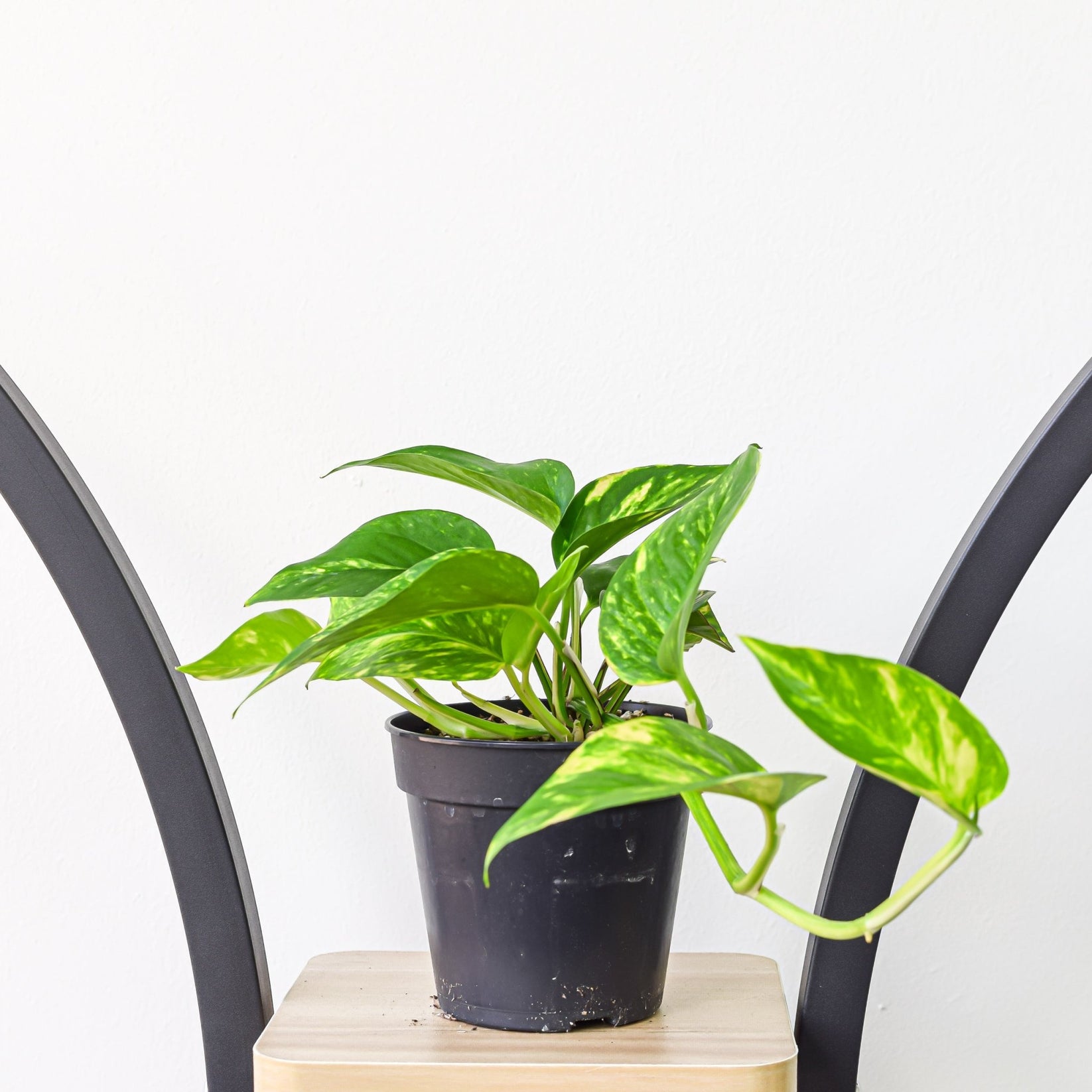 Pothos Devil's Ivy – The Plant Boys