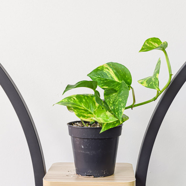 Pothos – The Plant Boys