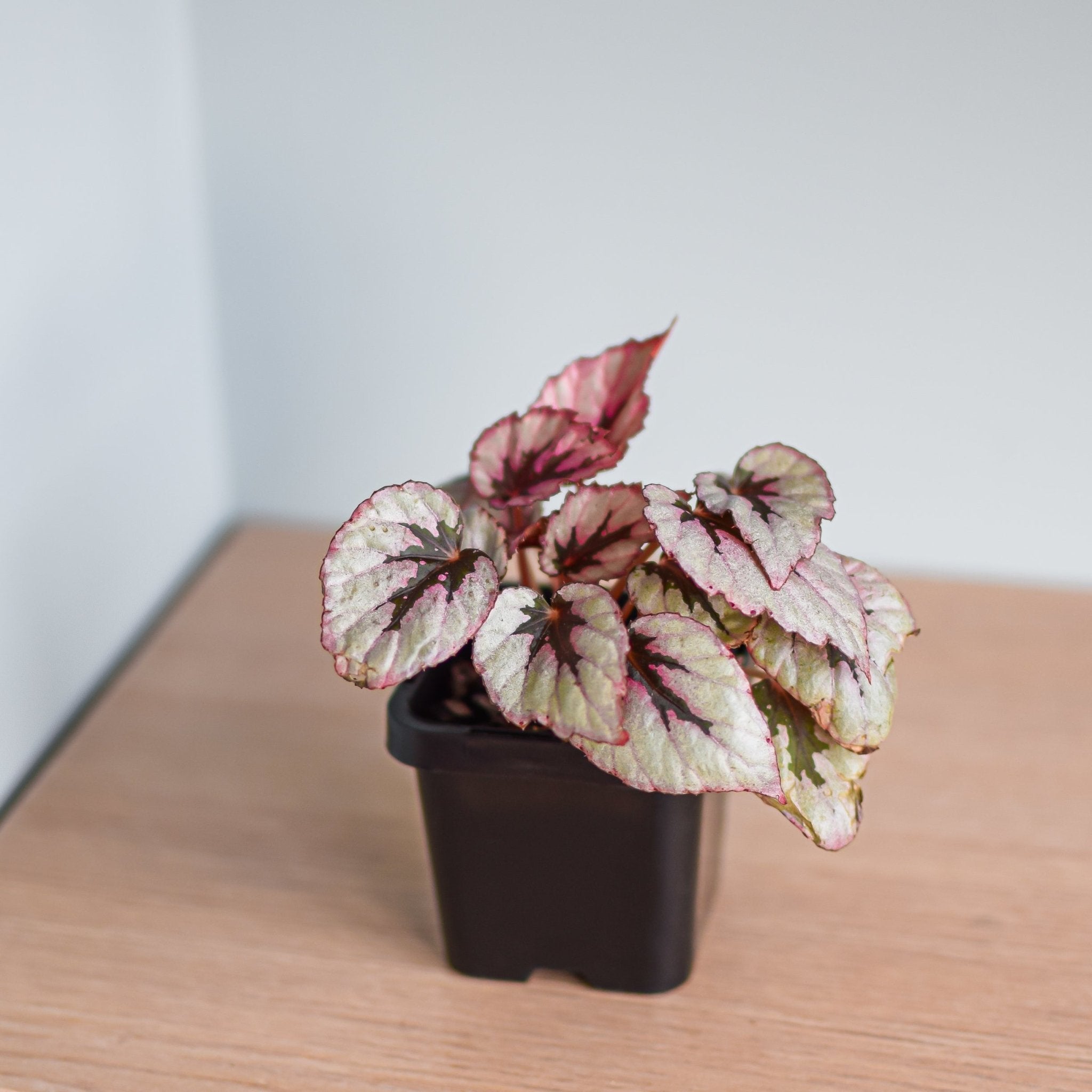 Begonia Indian Summer – The Plant Boys