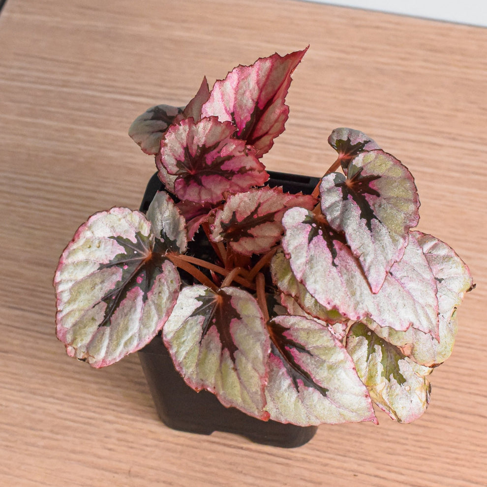 Begonia Indian Summer – The Plant Boys