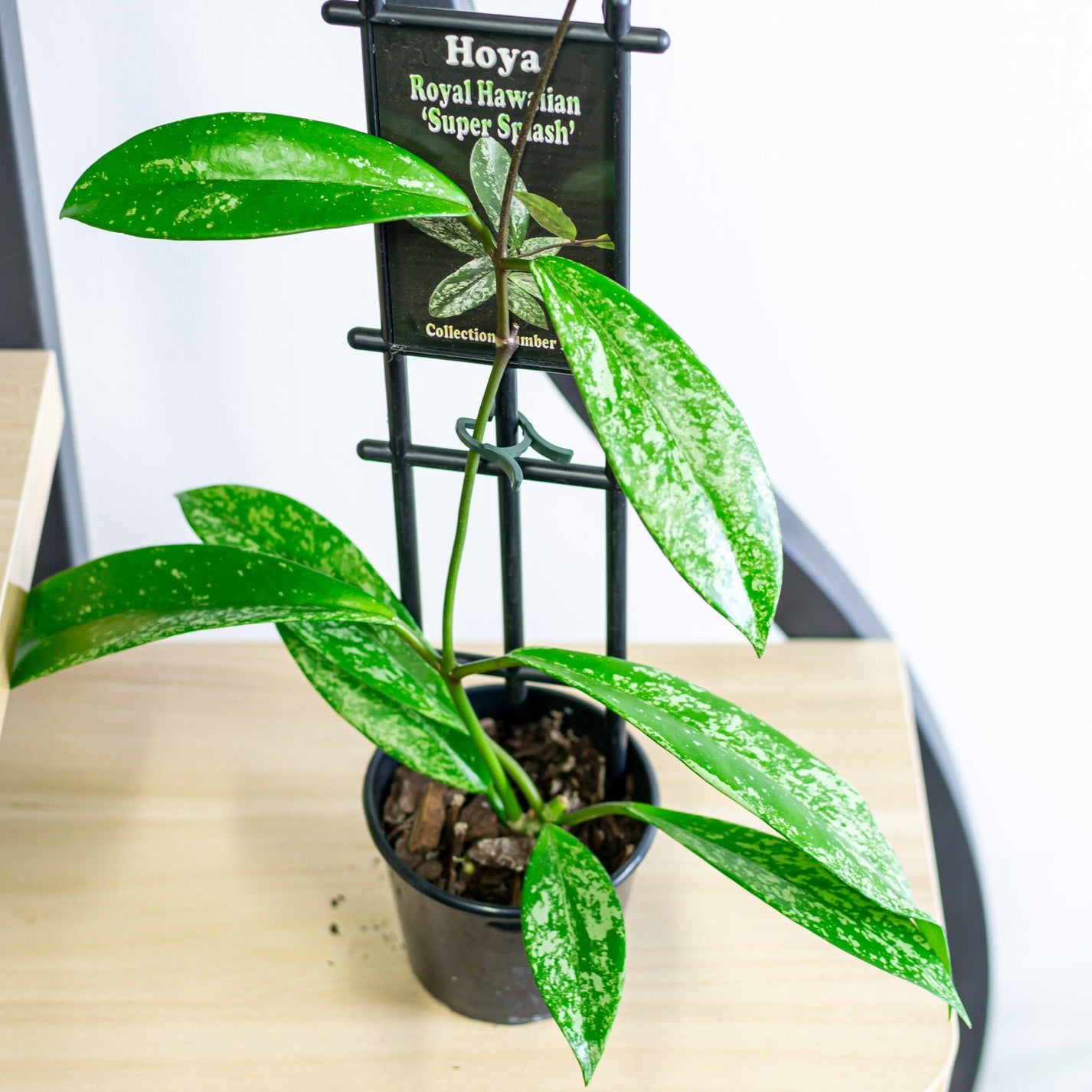 Hoya Royal Hawaiian Super Splash – The Plant Boys