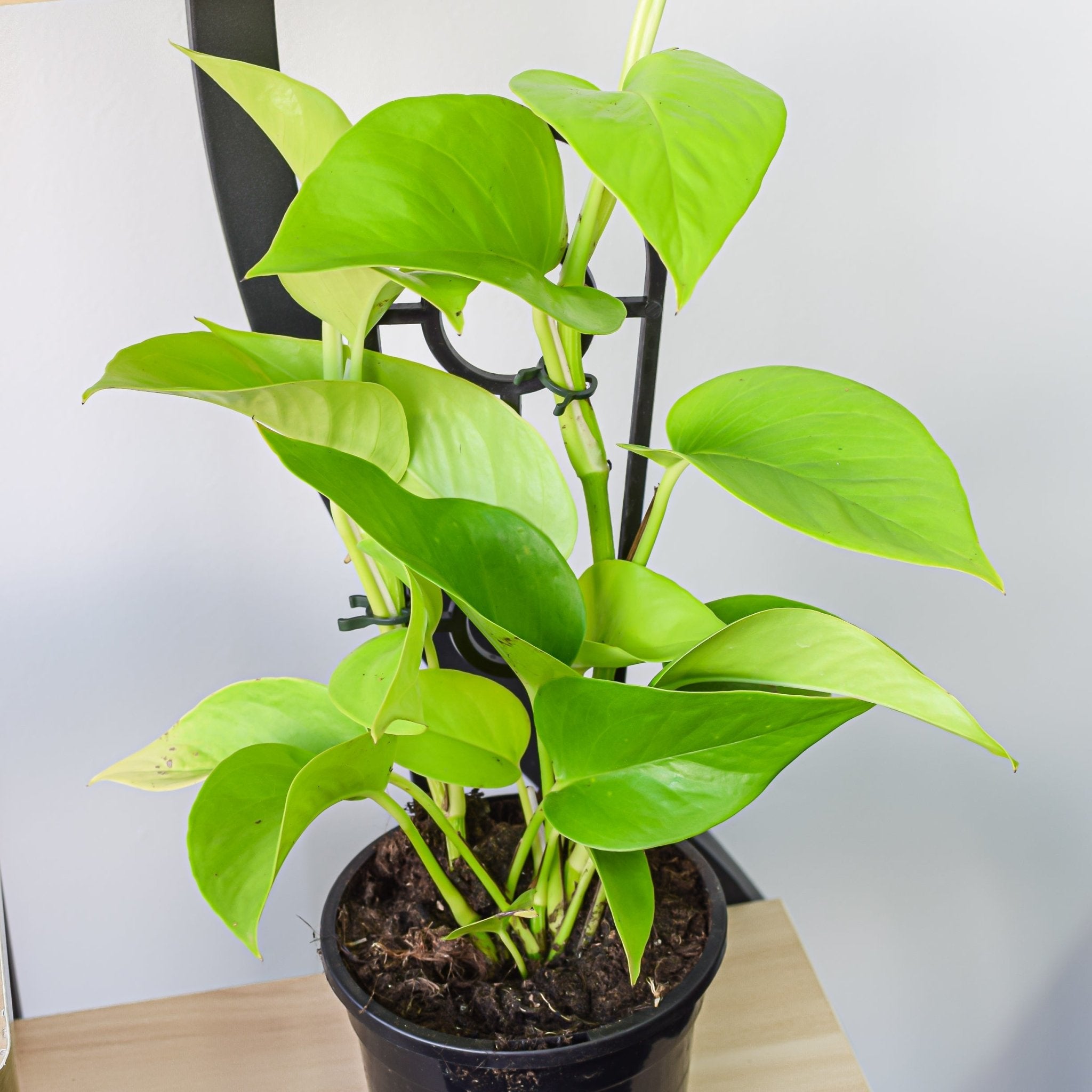 Pothos Goldilocks – The Plant Boys