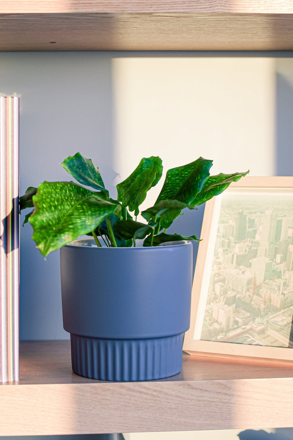 Ceramic Pots – The Plant Boys